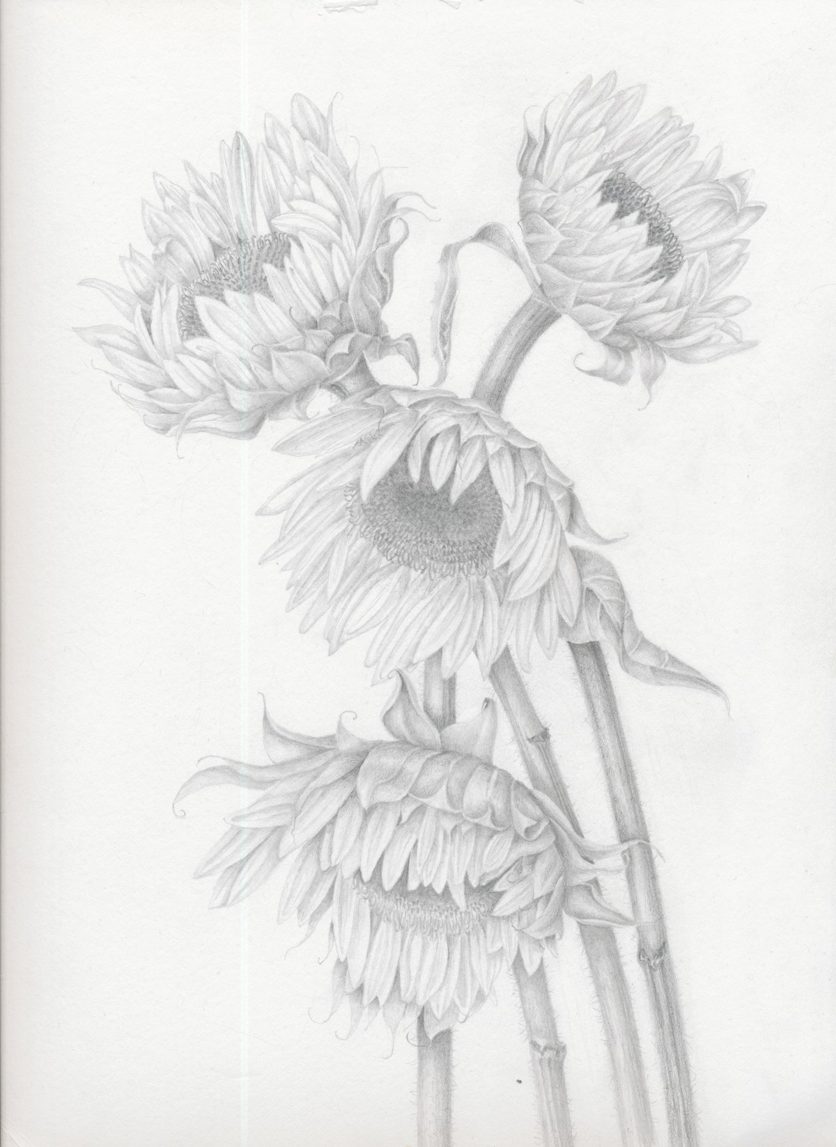 Graphite Gallery – Lianne Jasper Gillespie